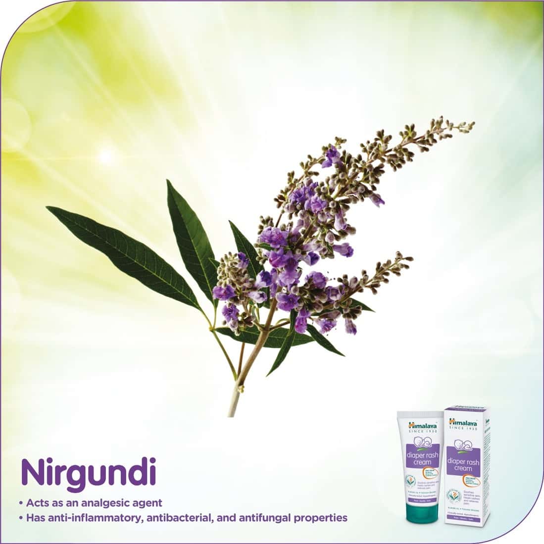 Buy HIMALAYA DIAPER RASH CREAM ( 20GM) Online & Get Upto 60% OFF at ...