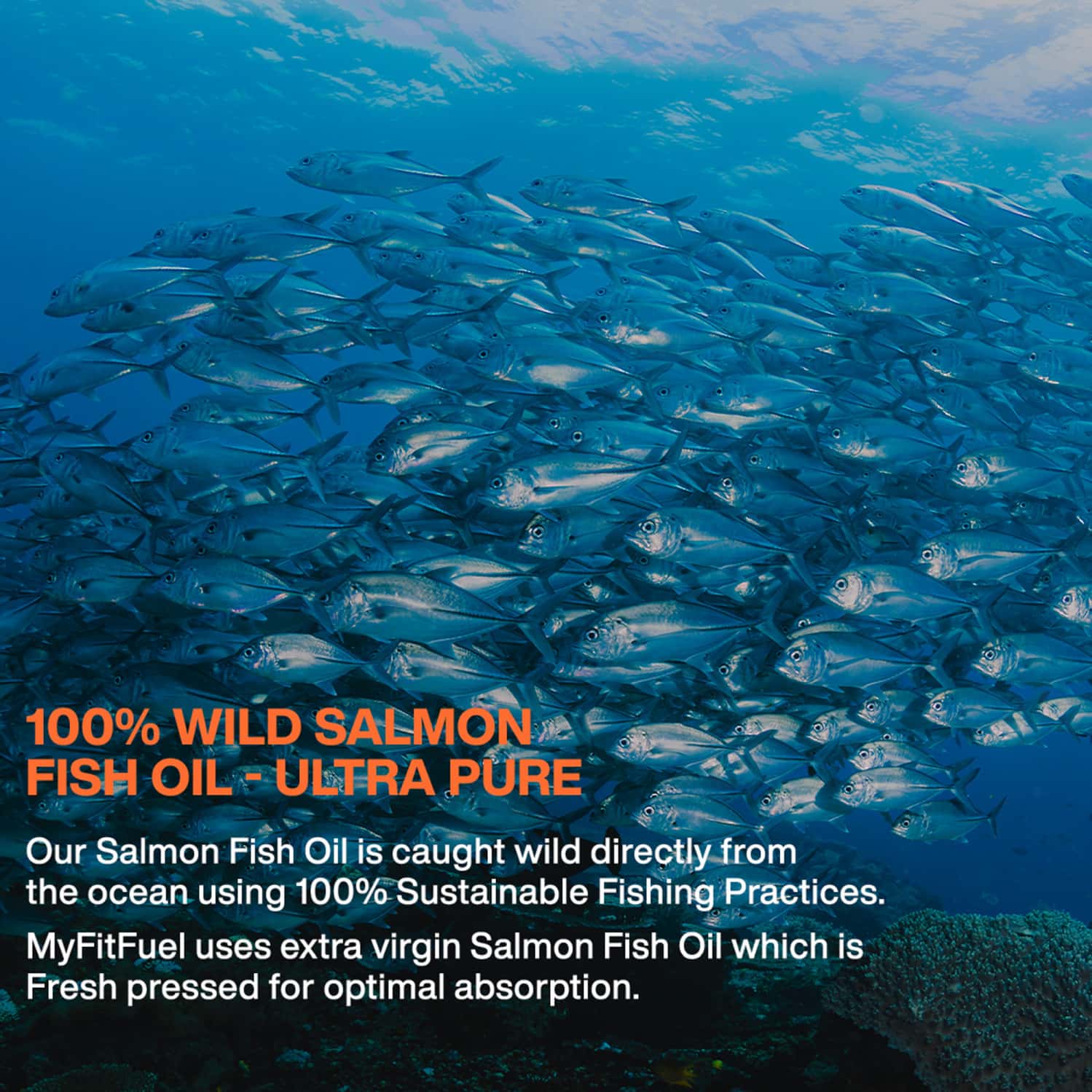 Buy MYFITFUEL SALMON FISH OIL, 1000MG (180 EPA 120 DHA), 100 SOFTGELS ...