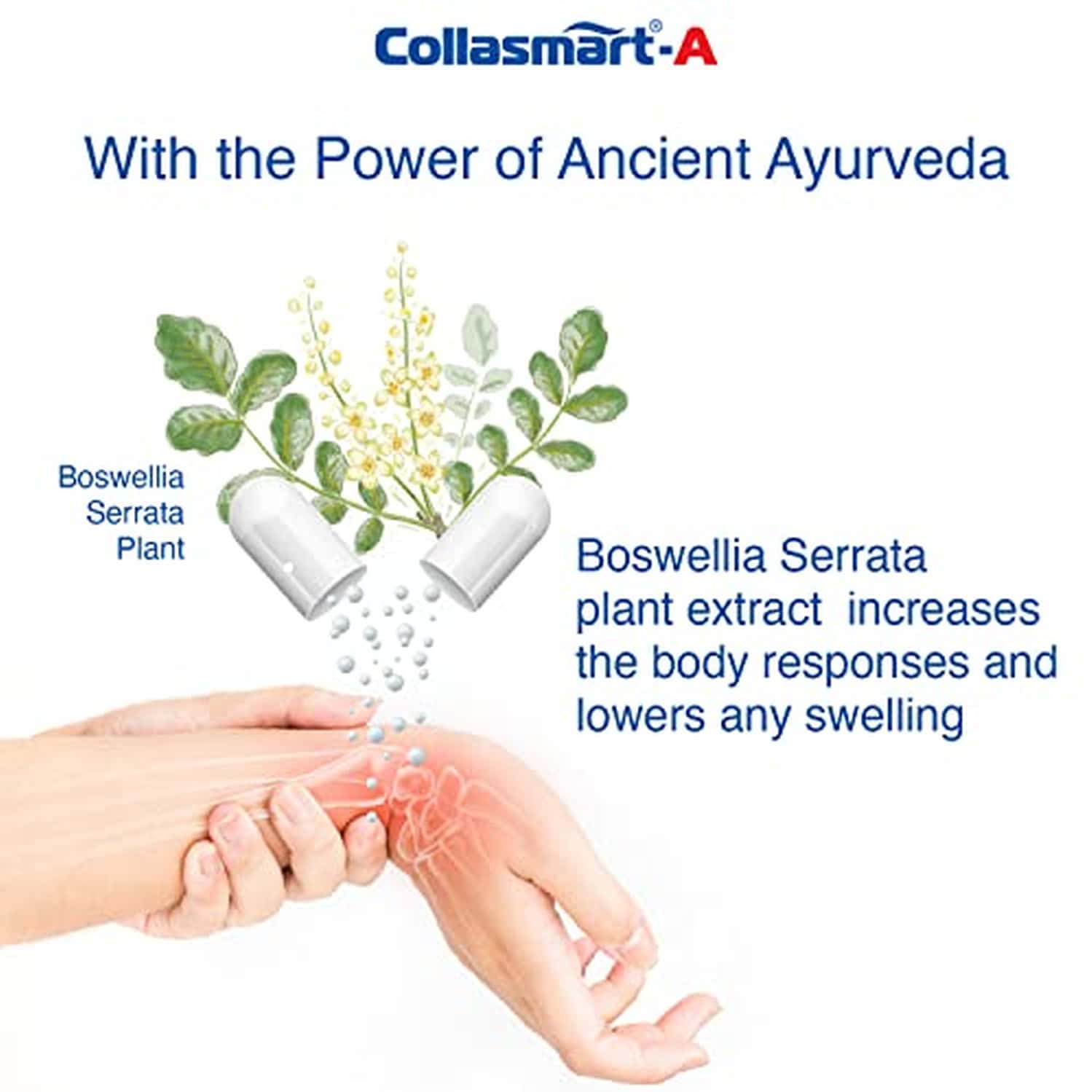 Buy COLLASMART A UC-II UNDENATURED TYPE 2 COLLAGEN(PACK OF 3)|20MG (3 X ...