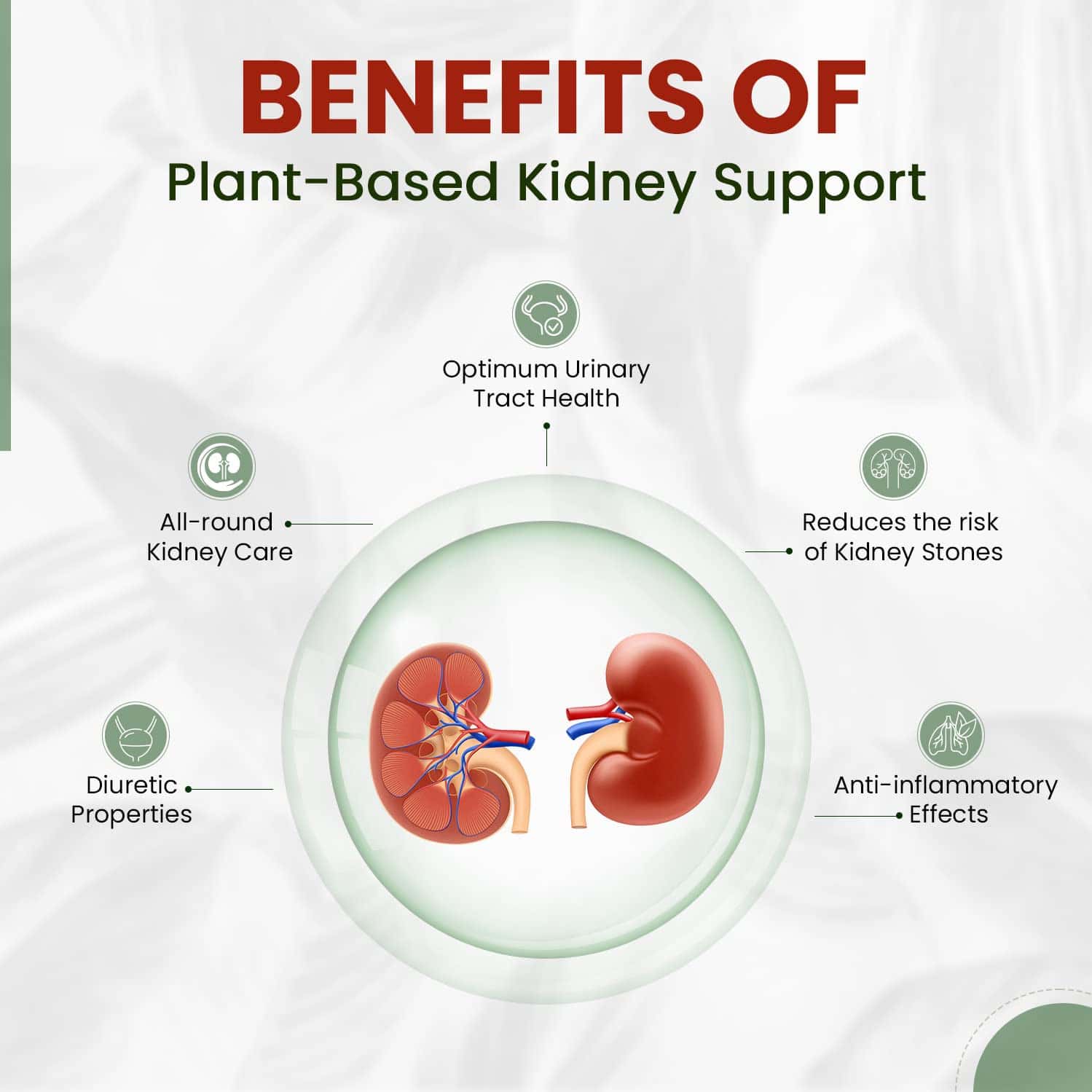Buy HIMALAYAN ORGANICS PLANT BASED KIDNEY SUPPORT | CLEANSER | PURIFIER ...