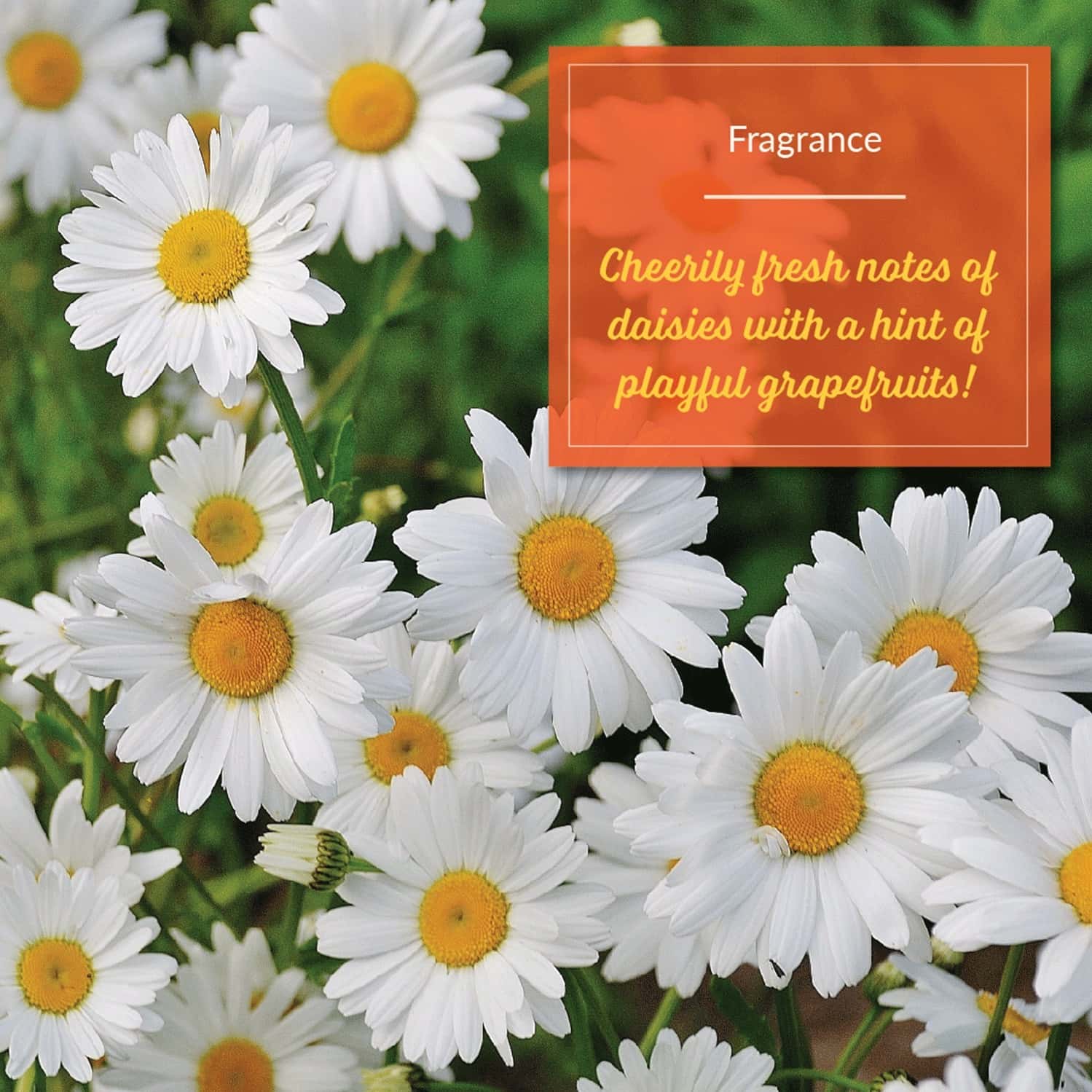 Buy PLUM BODYLOVIN' OOPSIE DAISY BODY MIST - 150 ML Online & Get Upto ...