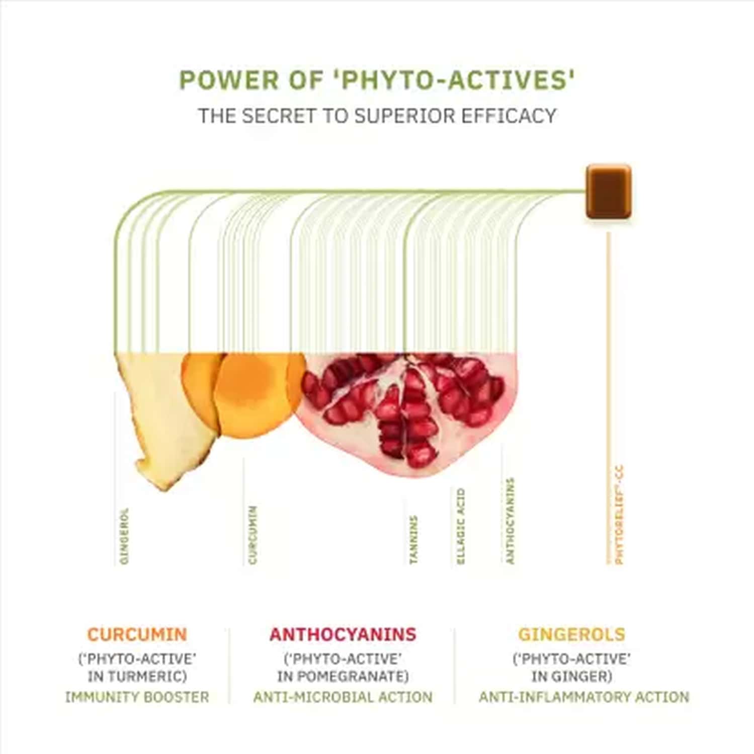 Buy ALCHEM LIFE PHYTORELIEF CC|NATURAL IMMUNITY BOOSTER|FIGHTS VIRAL ...