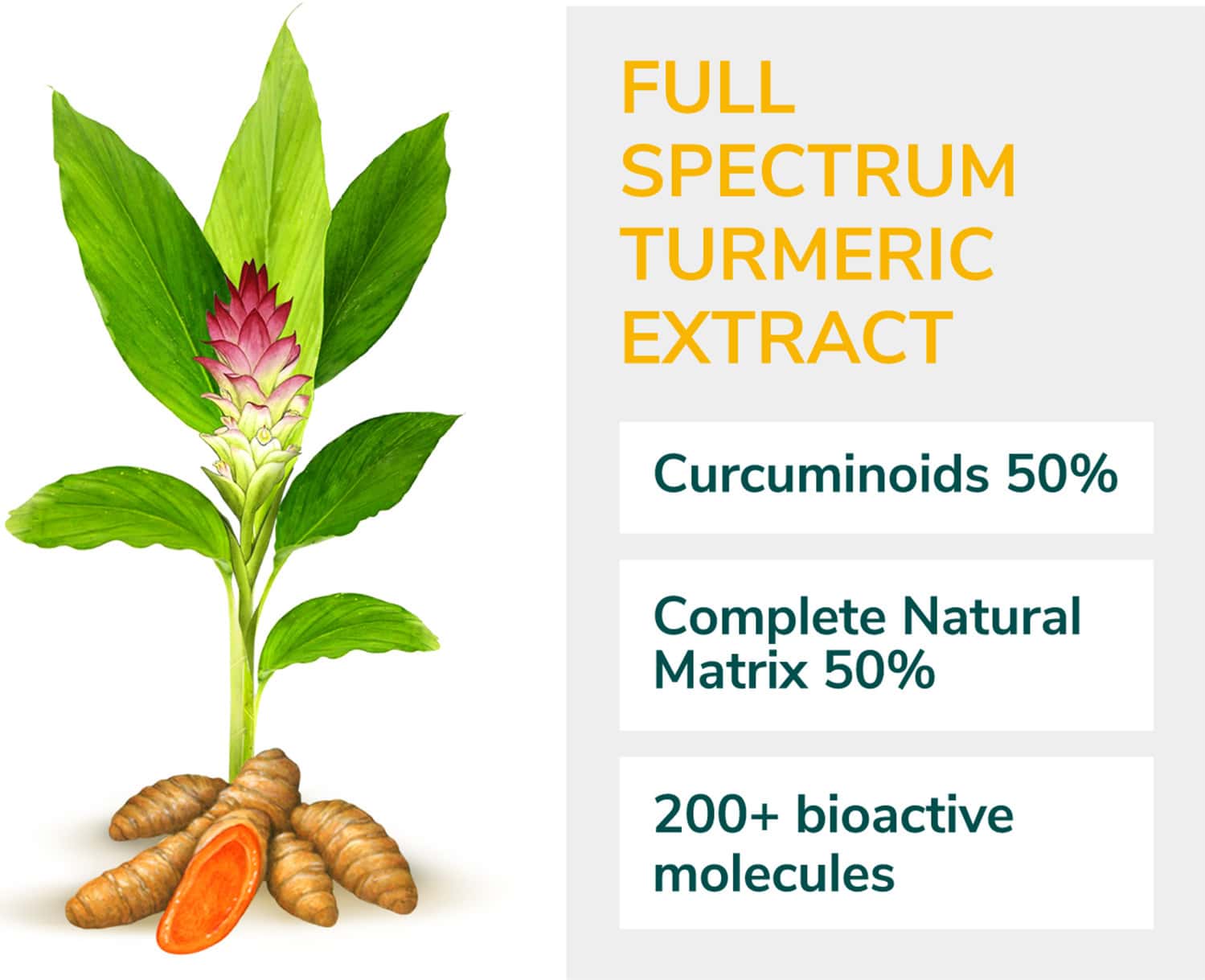 Buy AUREA PUREVEDA SUPER TURMERIC - FULL SPECTRUM TURMERIC EXTRACT - 60 ...